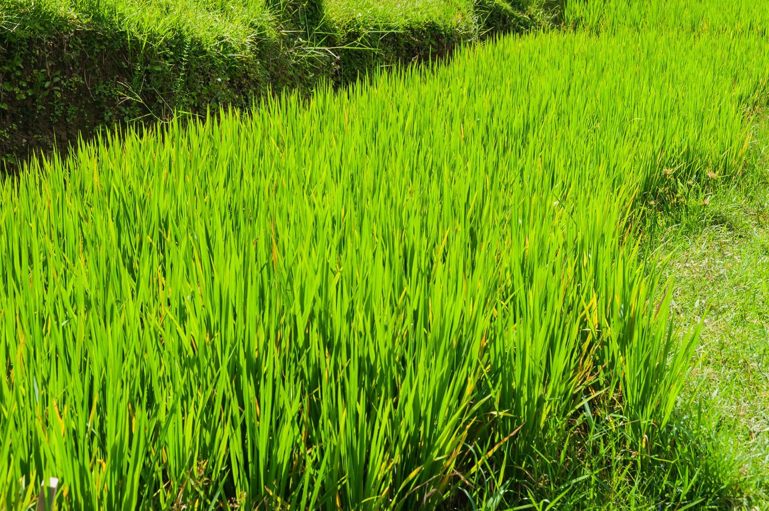 Reisterrassen auf der Insel Bali
